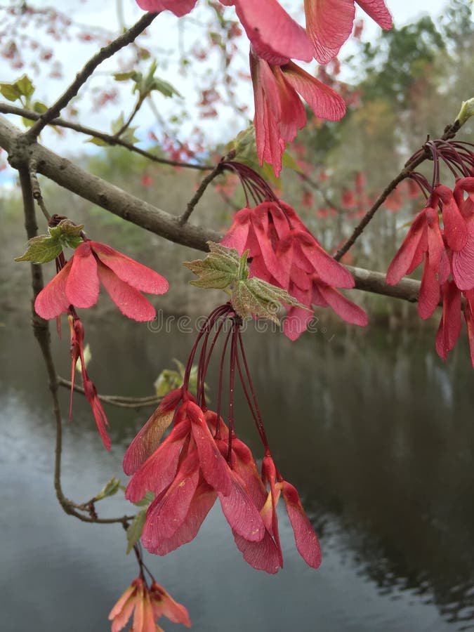 Maple Tree Seeds stock image. Image of maple, nature - 72552123
