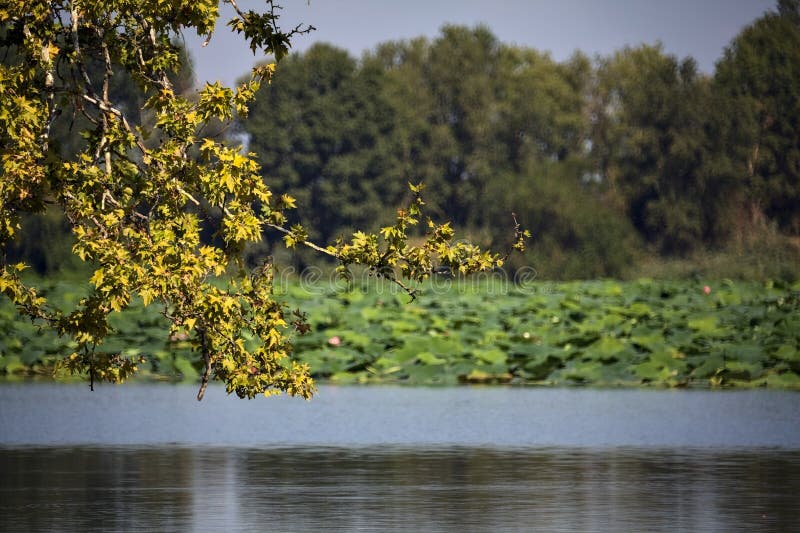 Maple Tree by the Shore of a Lake Stock Photo - Image of distance ...