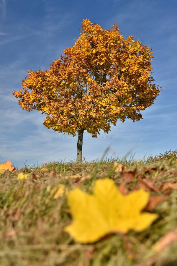 Maple Tree in with on Single Golden Leaf Stock Photo - Image of golden ...