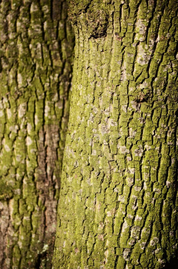 Maple Tree Skin Royalty Free Stock Photography - Image: 34659777