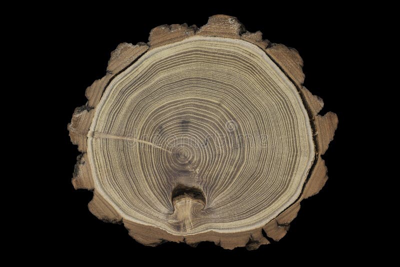 Maple Tree Slice Isolated on Black Background. Tree Anatomy Stock Photo ...