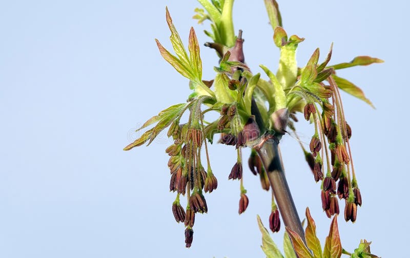Maple Tree Spring Flowering Stock Photo - Image of beginning, leaves ...