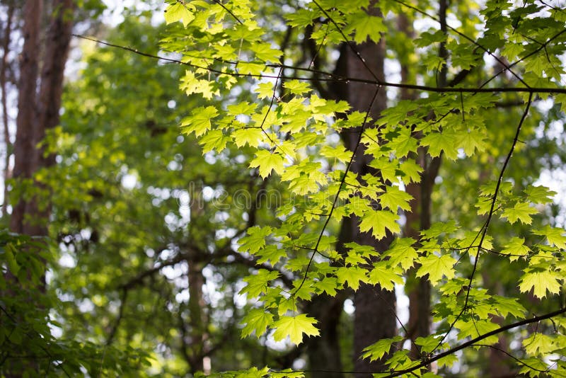 Maple Tree Spring Leaves on Twig Stock Image - Image of foliage, bright ...