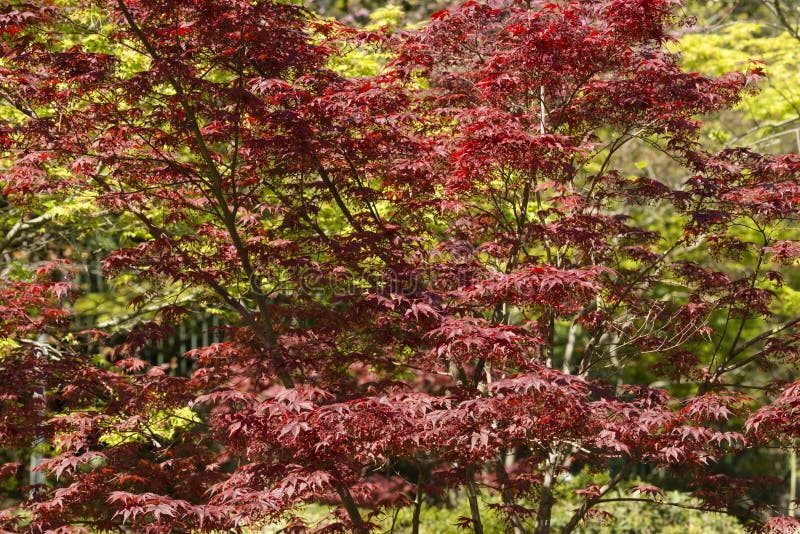 Maple Tree with Spring Red Leaves. Stock Image - Image of ornamental ...