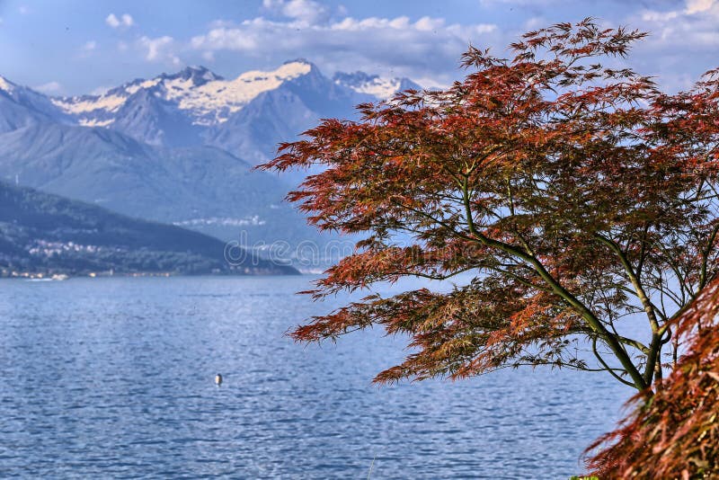 Maple Tree Stands Out among the Snowy Peaks Stock Image - Image of ...