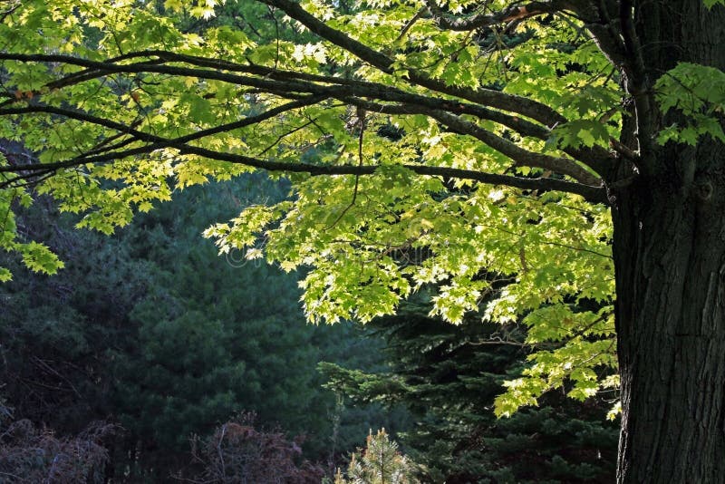 Maple Tree in Summer stock image. Image of backlit, light - 12475945