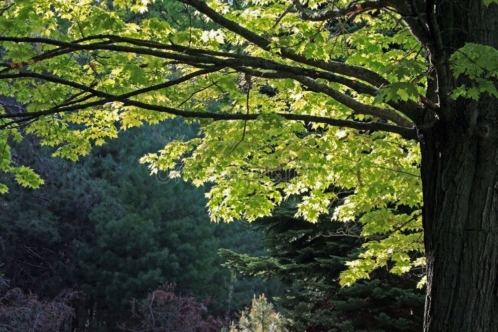 Maple Tree in Summer stock image. Image of backlit, light - 12475945