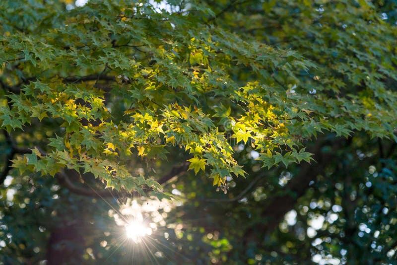 Maple tree with sun ray stock image. Image of botanical - 69015727