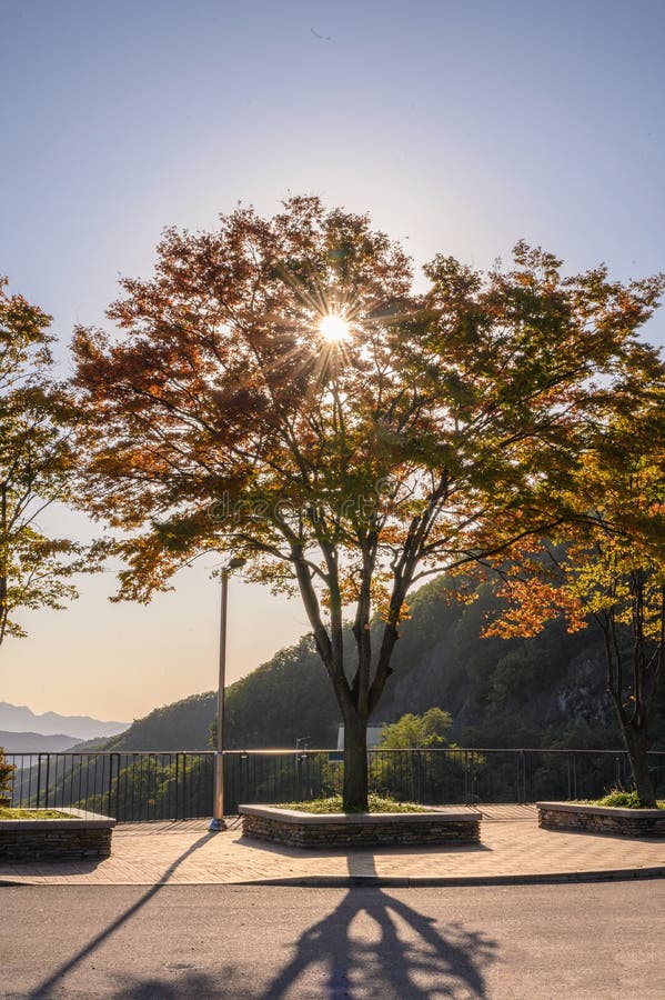 Maple Tree with Sunlight in Autumn at Sunset Stock Image - Image of ...