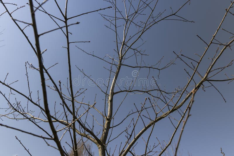 Maple Tree in Sunny Weather in Early Spring Stock Photo - Image of ...