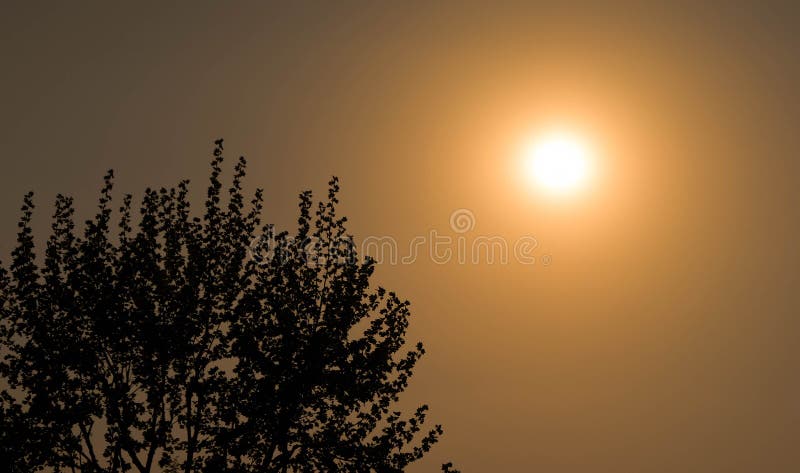 Maple tree sunset stock photo. Image of left, maple, shadows - 91114552