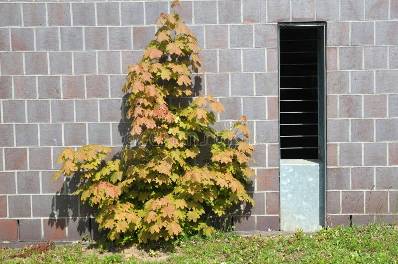 Maple Tree Growing at Facade of Glazed Bricks Stock Image - Image of ...
