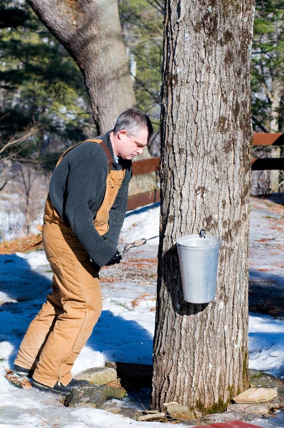 Maple tree tapping stock image. Image of collecting, drill - 28955521