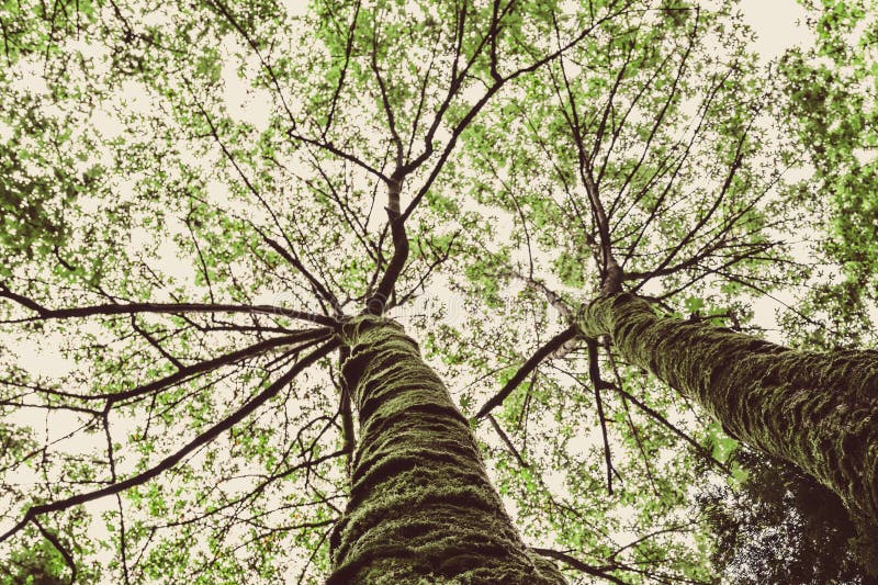 Maple Tree Top - View from Below Stock Image - Image of moss, summer ...