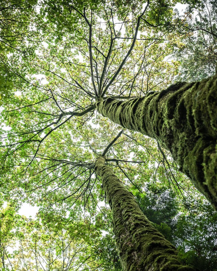 Maple Tree Top - View from Below Stock Photo - Image of branches, crown ...