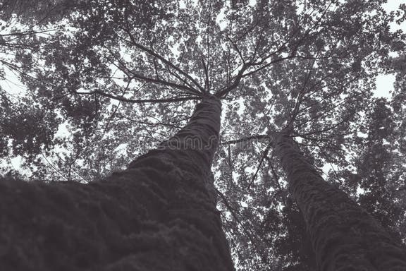 Maple Tree Top - View from Below Stock Photo - Image of monochrome ...