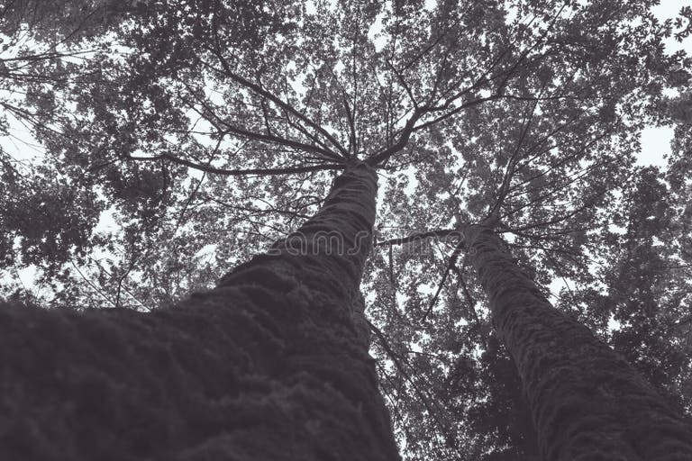 Maple Tree Top - View from Below Stock Photo - Image of monochrome ...