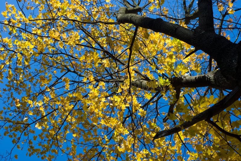 Maple Tree Top With Yellow Leaves Stock Photo - Image of crown, growth ...