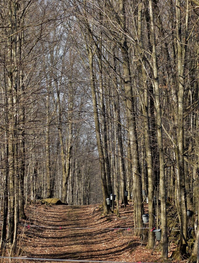 Maple tree Trail stock image. Image of maples, sugaring - 83915005