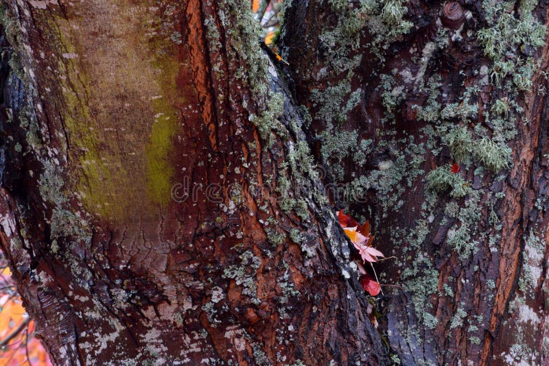 Maple Tree Trunk stock image. Image of autumn, leaf - 203621905