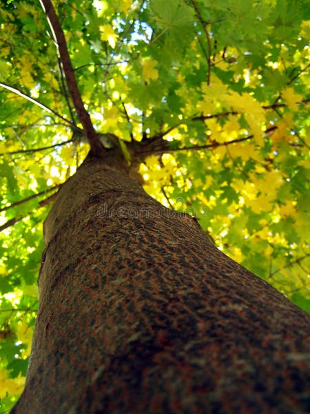 Maple Tree Trunk stock photo. Image of crooked, bark, maple - 3365806