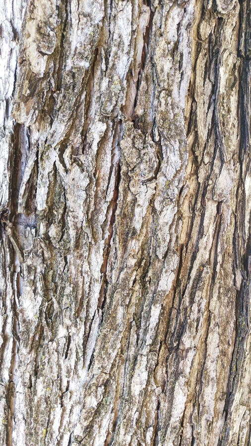 Maple Tree Trunk Bark stock image. Image of bark, woody - 137872973
