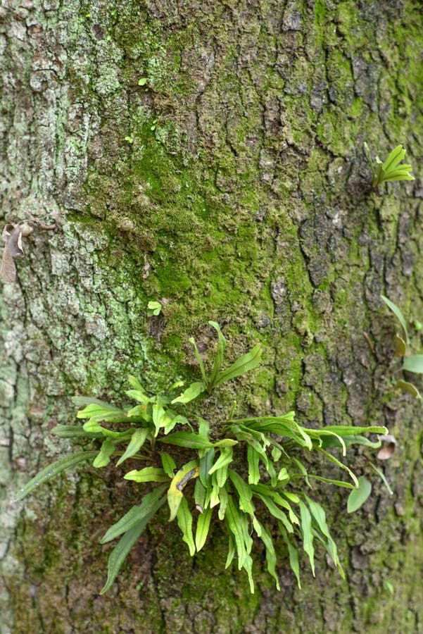 Old Tree Trunk Full of Moss and Some Fern Leaves Stock Photo - Image of ... Old Tree Trunk Full of Moss and Some Fern Leaves Stock Photo - Image of ...