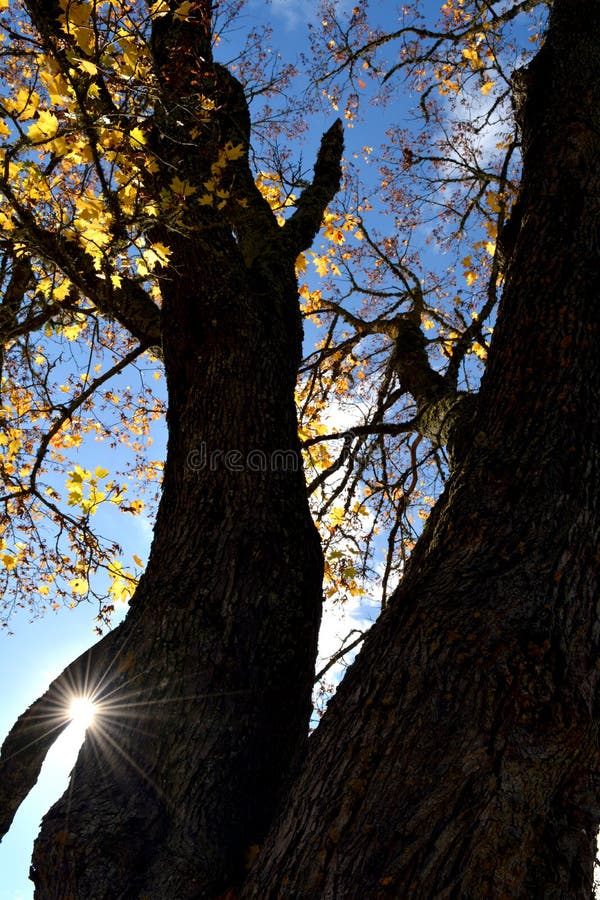 Maple Tree Trunk Silhouette in Autumn and Sun Stock Photo - Image of ...