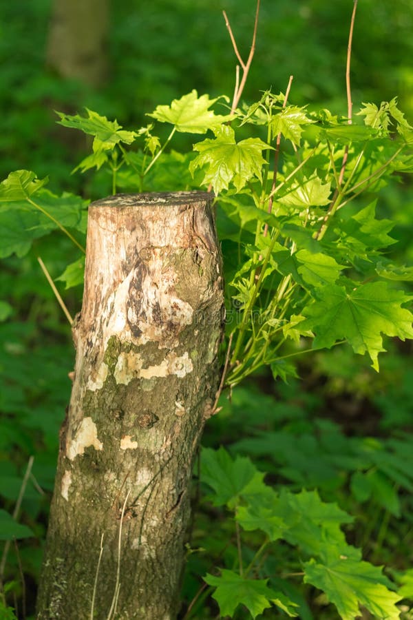Young Shoots on Branches Pine Stock Photo - Image of tree, shoots ...