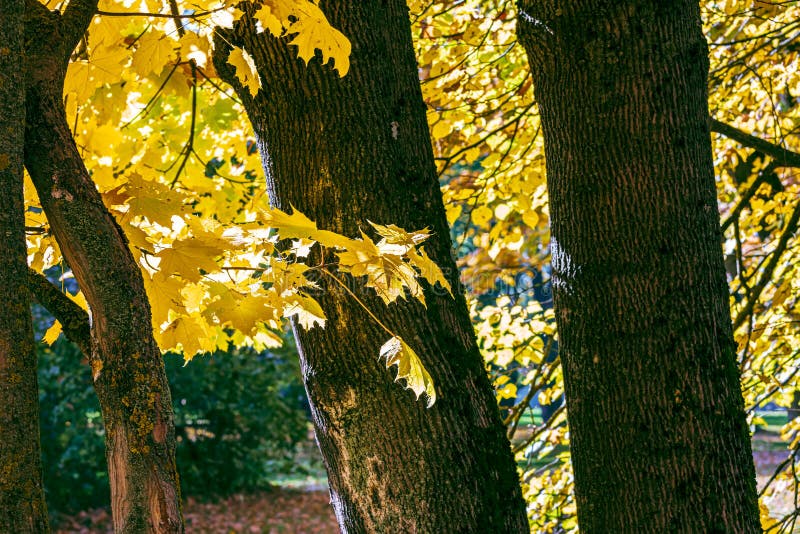 Maple Tree Trunks and Branches with Yellow Dry Leaves. Closeup View ...