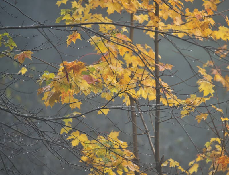 Maple Tree Turning Colors with Rain and Fog Stock Photo - Image of ...