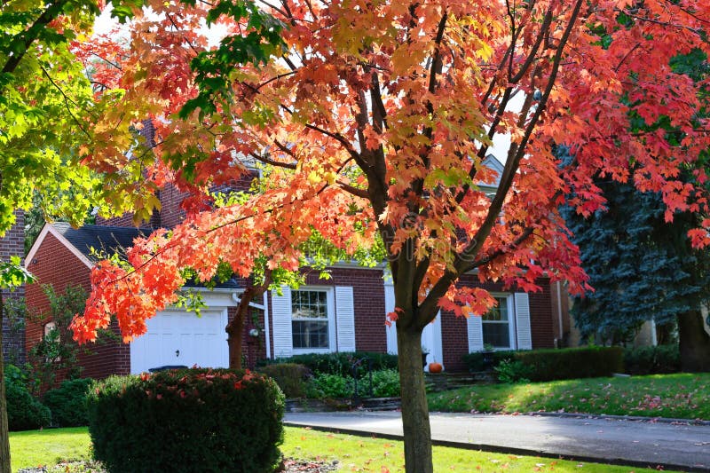 Maple Tree Turning Red in Fall Stock Photo - Image of driveway ...