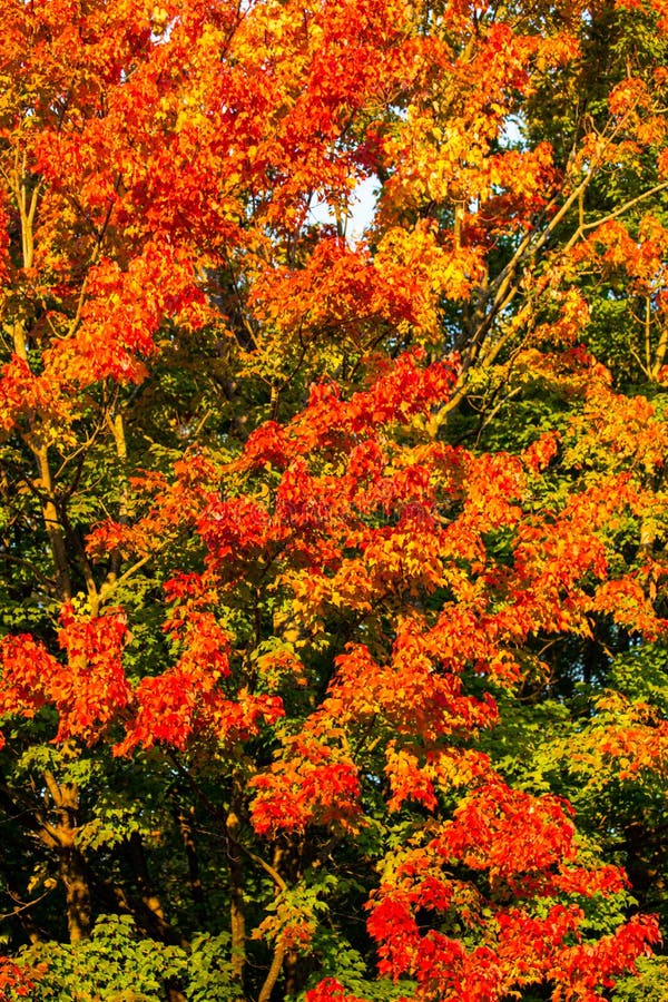 Maple Tree Turning Red and Orange in October Stock Photo - Image of ...