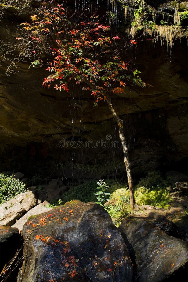 Maple tree under waterfall stock photo. Image of park - 49978302