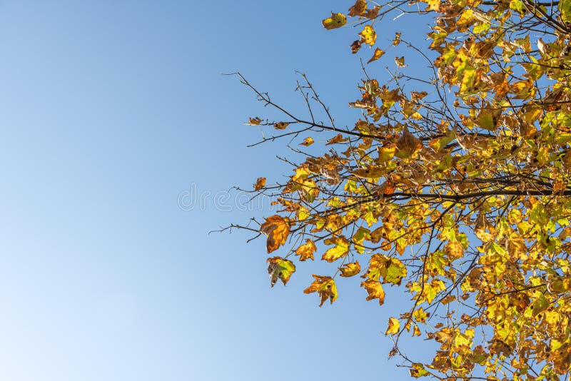 Maple Tree with View from Below Stock Image - Image of colour, high ...
