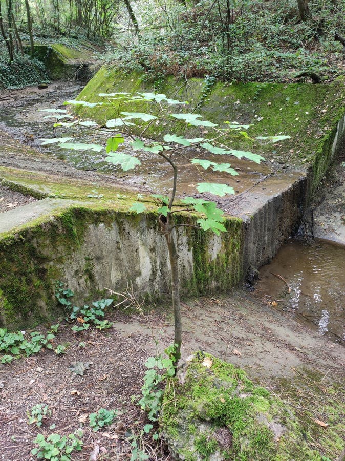 Maple Tree and Stream in the Forest Stock Photo - Image of rock, wood ...