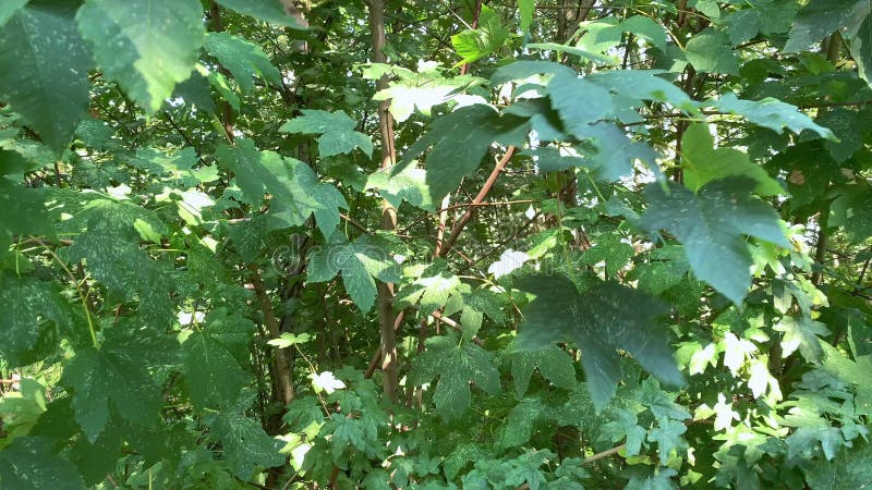 A Maple Tree Waving His Leaves while a Leaf Waves Particularly Strong ...