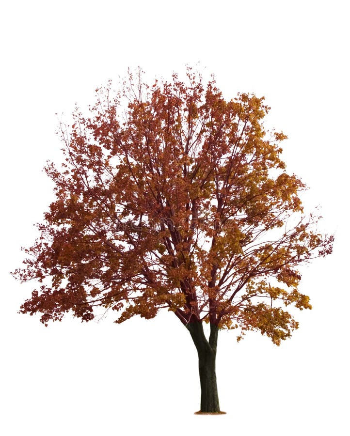Maple Tree on White stock image. Image of silhouette, background - 6678155