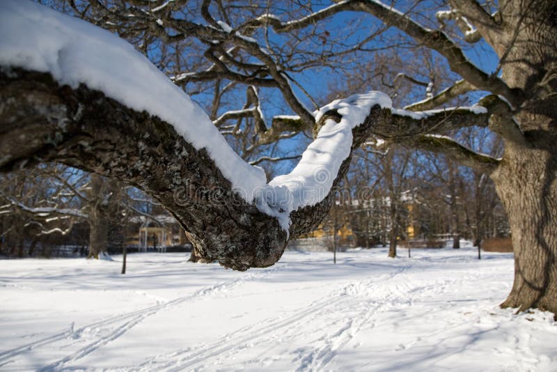 Maple tree in winter stock photo. Image of shadow, nature - 4504154