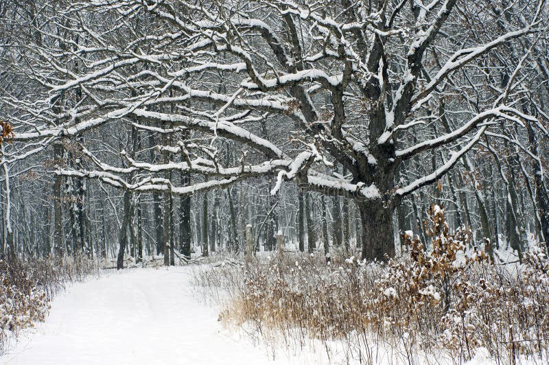 Maple Tree in Winter stock photo. Image of large, branches - 23340946