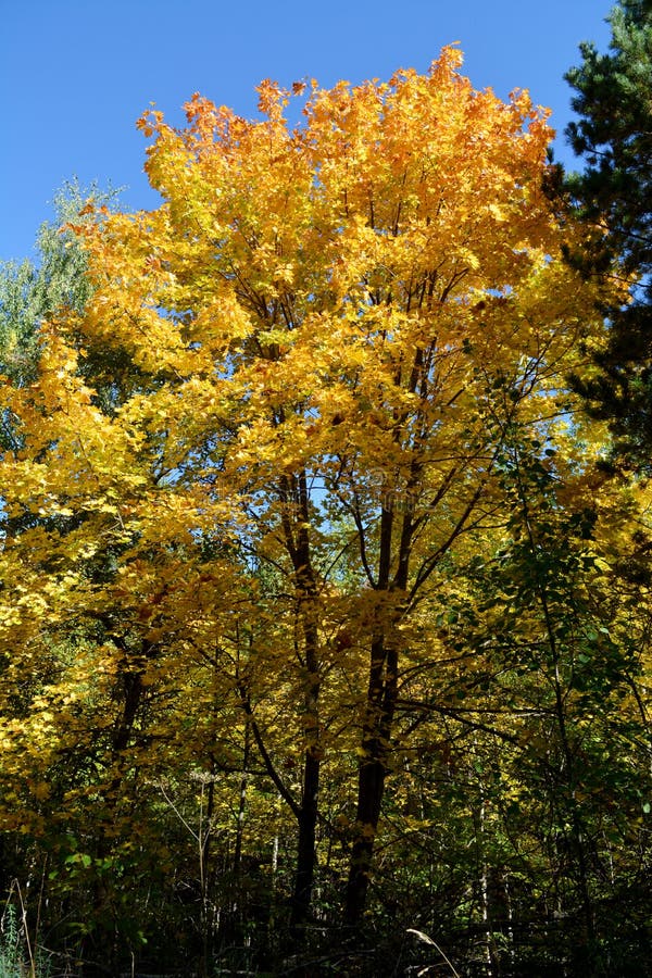 Maple Tree with Yellow Foliage in Green Forest. Sunny Day in Autumn ...