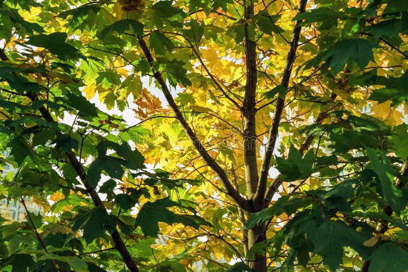 Maple Tree with Yellow and Green Leaves. Autumn Background. Autumn ...