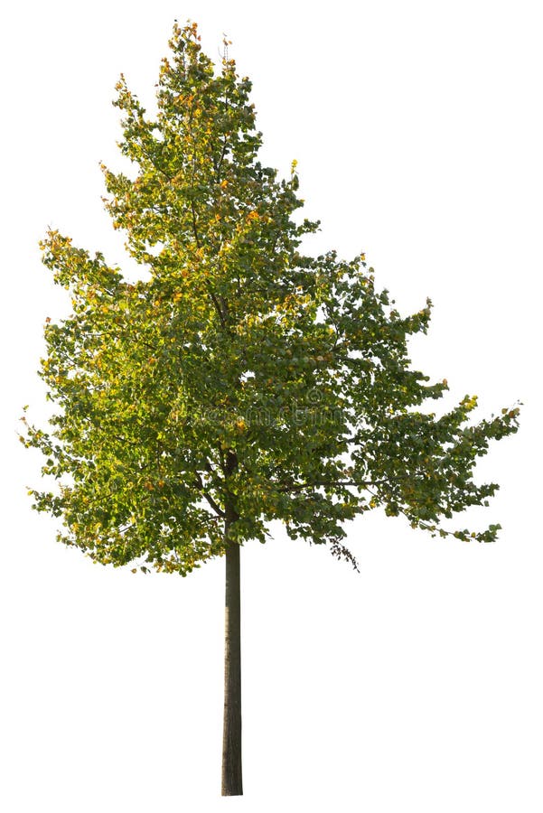 Maple Tree Yellow Leaved, Cut Out Tree Isolated on White Background ...