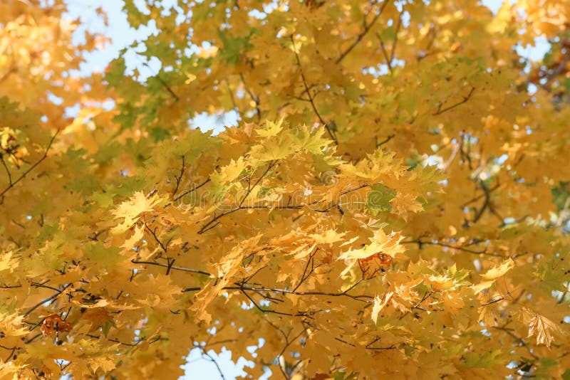 Maple Tree with Yellow Leaves Stock Image - Image of space, background ...