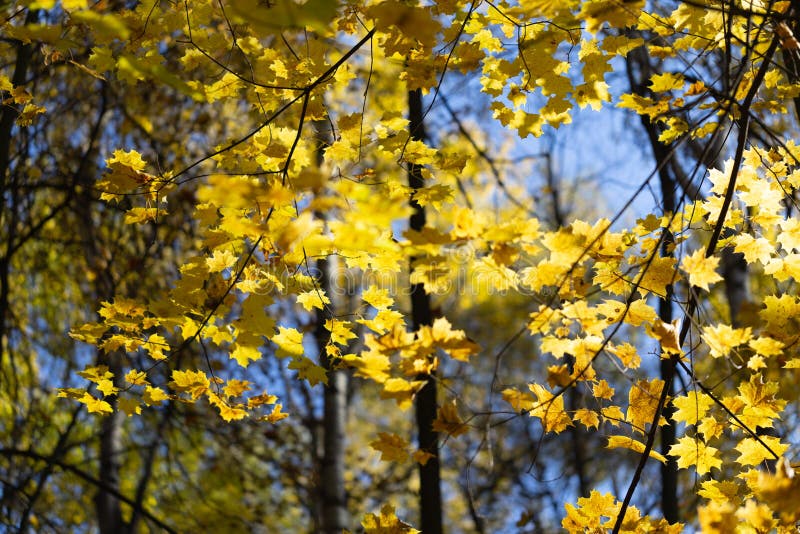 Maple Tree with Yellow Leaves in Autumn in the Forest. Stock Image ...