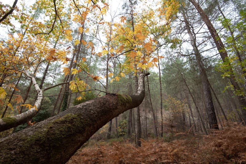 Maple Tree with Yellow Leaves in Autumn in a Forest . Troodos Cyprus ...