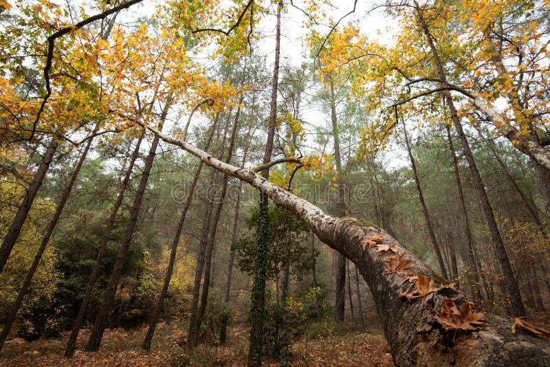 Maple Tree with Yellow Leaves in Autumn in a Forest . Troodos Cyprus ...