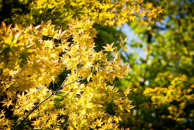 Maple tree stock image. Image of culture, heritage, forest - 41826429