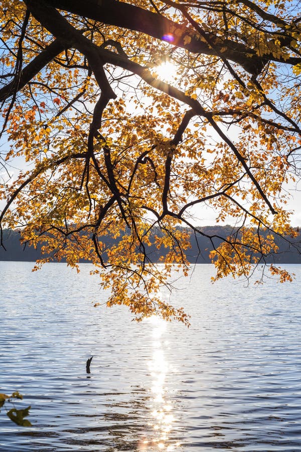 Maple Tree with Yellow Leaves Over the Lake with Sun Light Stock Photo ...