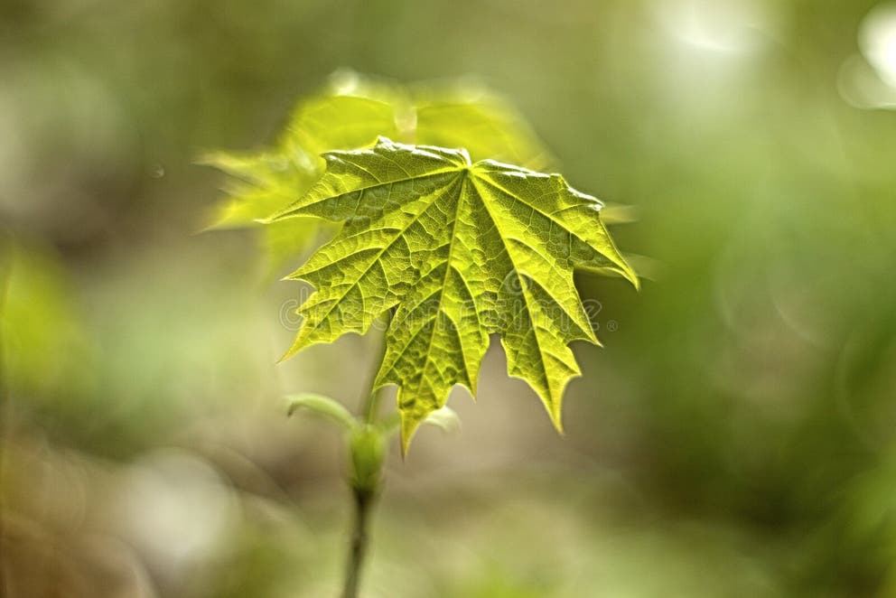 Maple tree stock photo. Image of bright, green, plant - 53117820